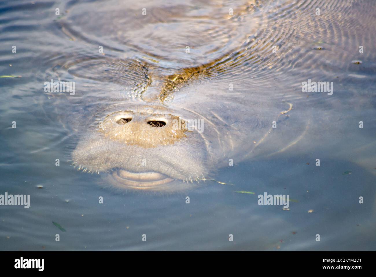 Crystal River, Florida, USA Stock Photo - Alamy