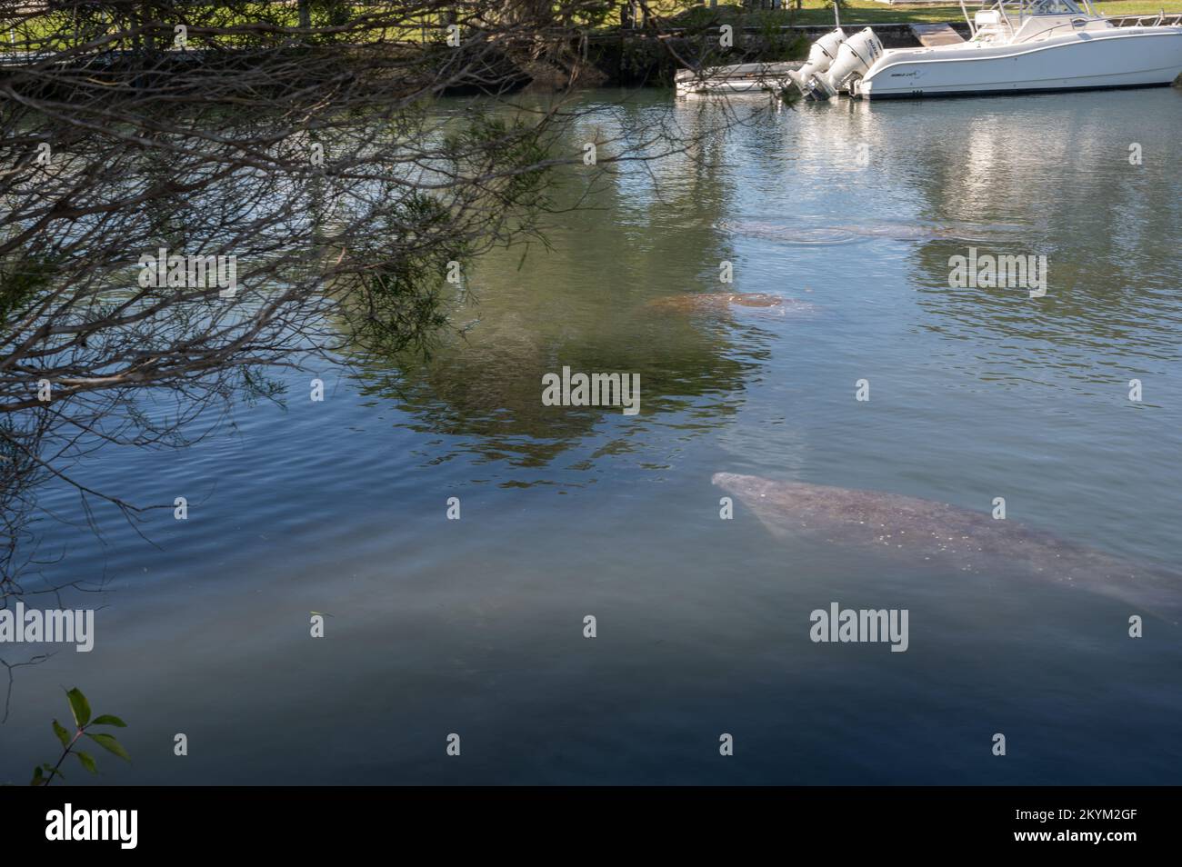 Crystal River, Florida, USA Stock Photo - Alamy