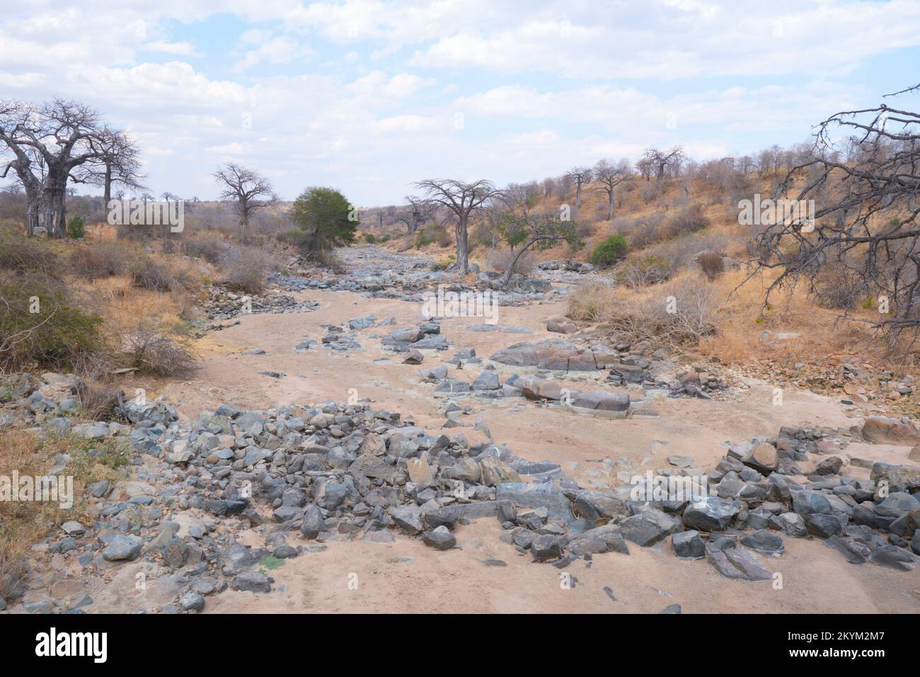 A Dry Ruaha river tributary riverbed runs empty in Ruaha national park ...
