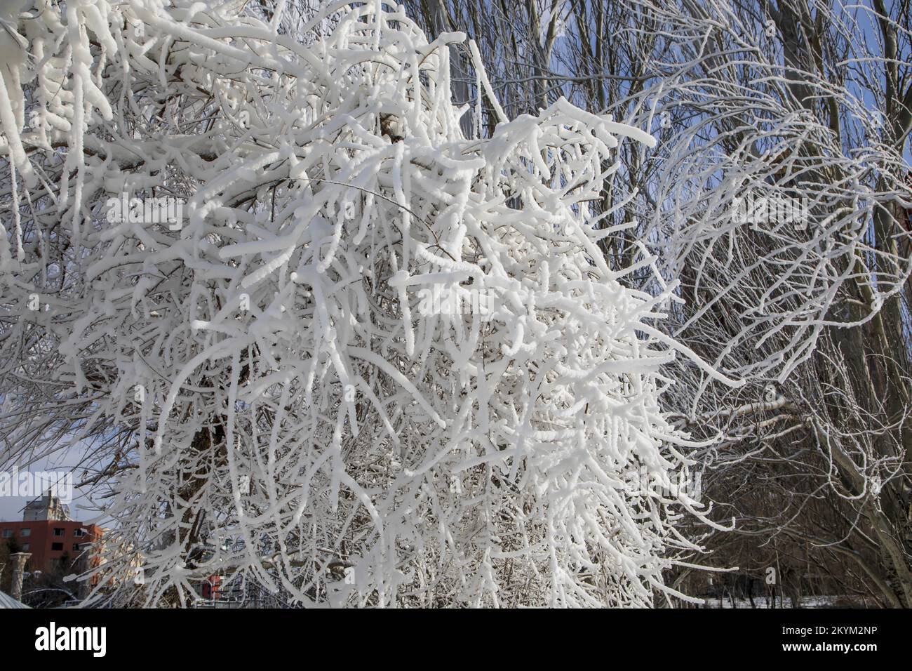 Man-made rime ice on trees alongside the Songhua River in Jilin City ...