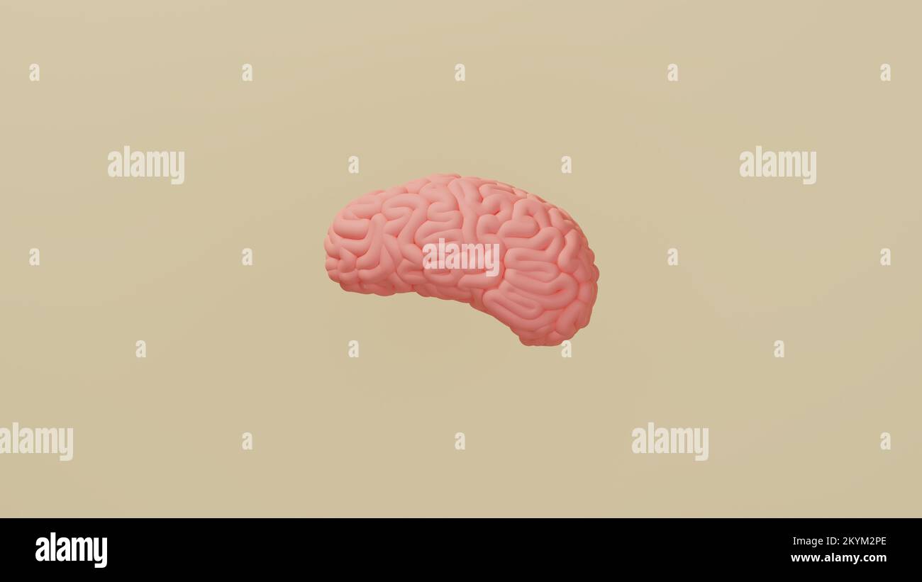 Real human brain anatomy hi-res stock photography and images - Alamy