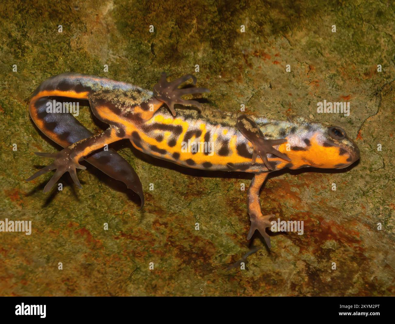 Closeup on a colorful male Japanese fire-bellied newt , Cynops ...