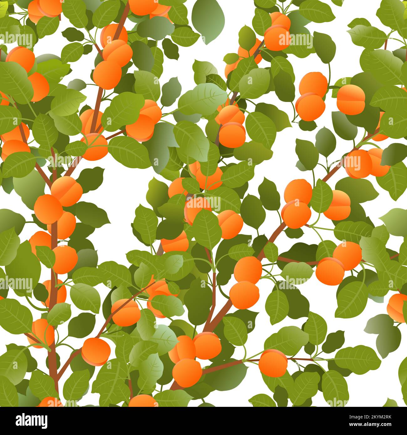 Branches are thick apricot with ripe fruits. Garden plant with edible ...