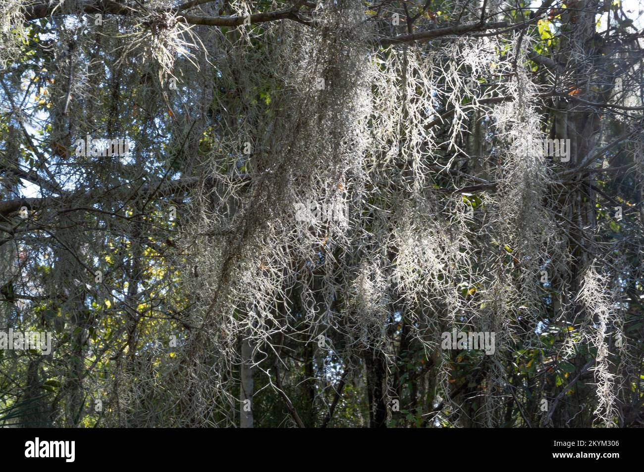 Crystal River, Florida, USA Stock Photo - Alamy