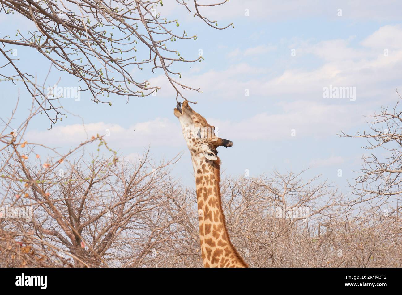 A Masai Giraffe eats in Ruaha National park in dry season Stock Photo ...