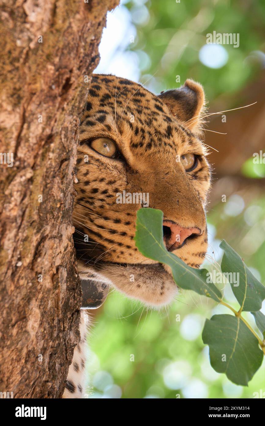 A leopard looks out from it’s hiding place in a tree in Ruaha national ...