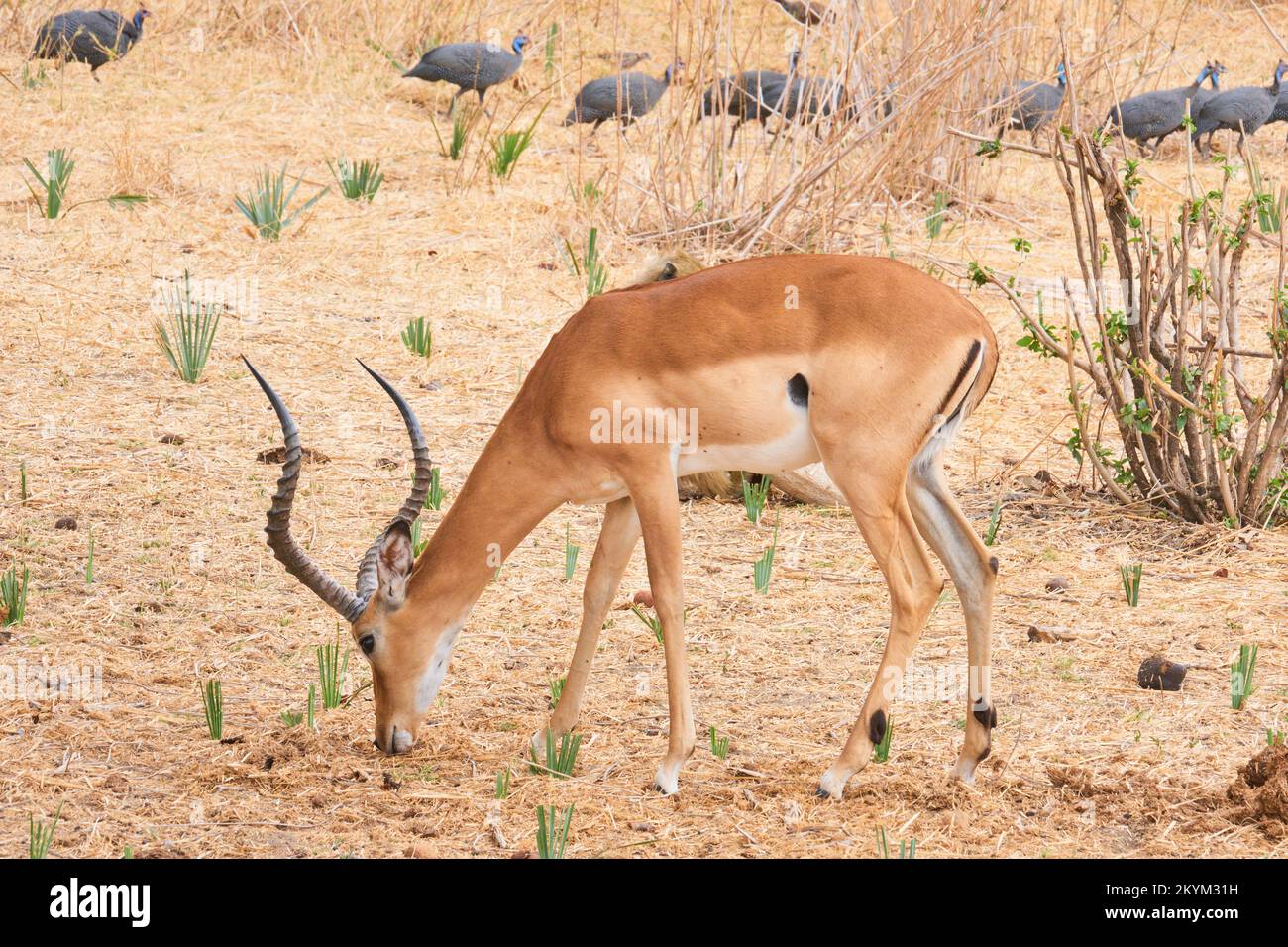 An Impala hides from the sun in the shade of a tree, in the dry grassy ...