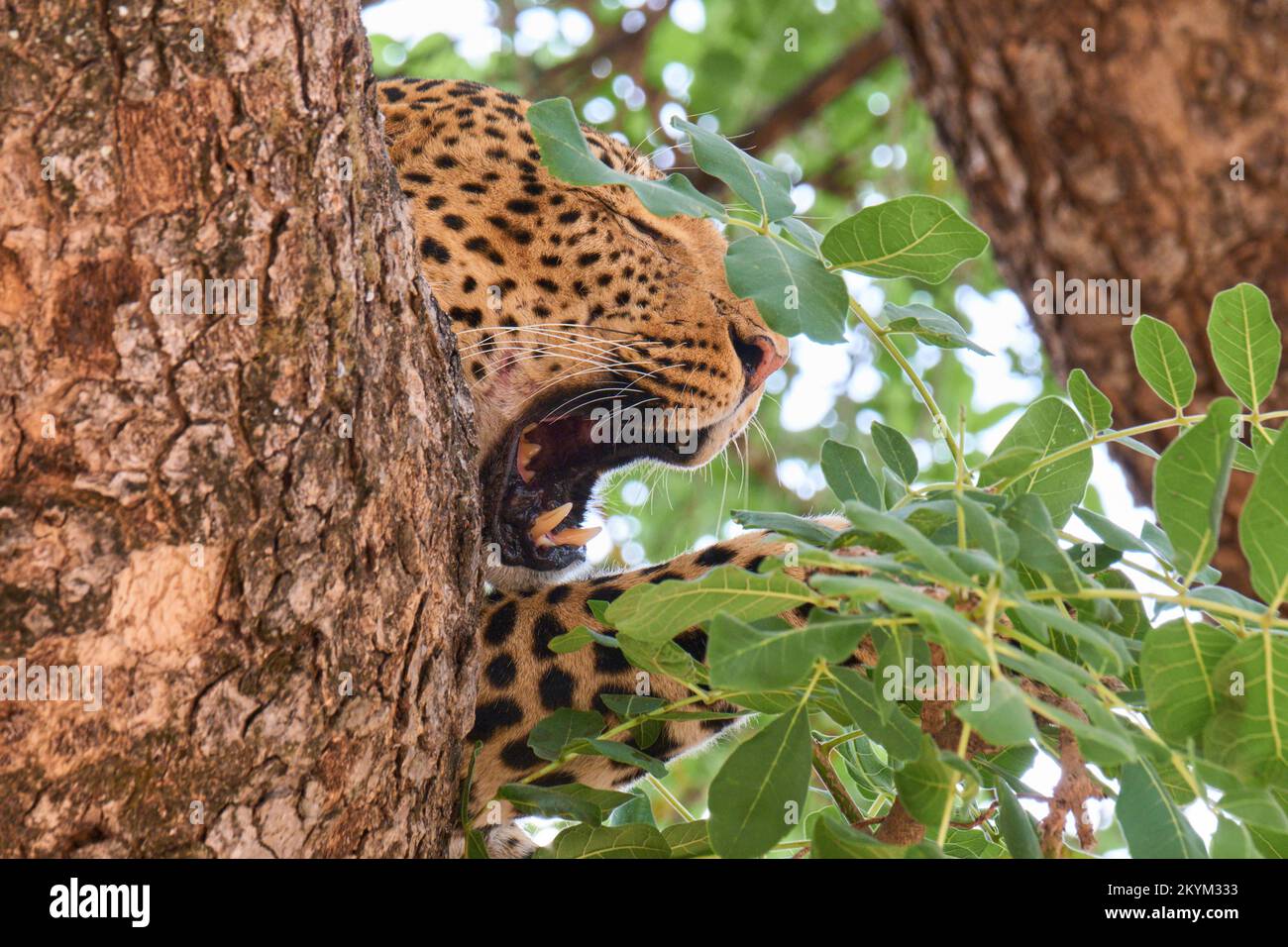 A leopard looks out from it’s hiding place in a tree in Ruaha national ...