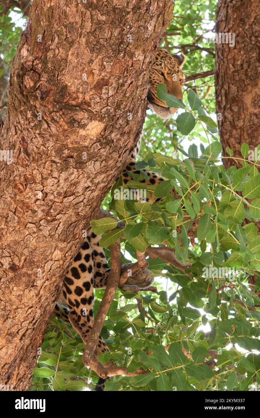 Predator spots hi-res stock photography and images - Alamy