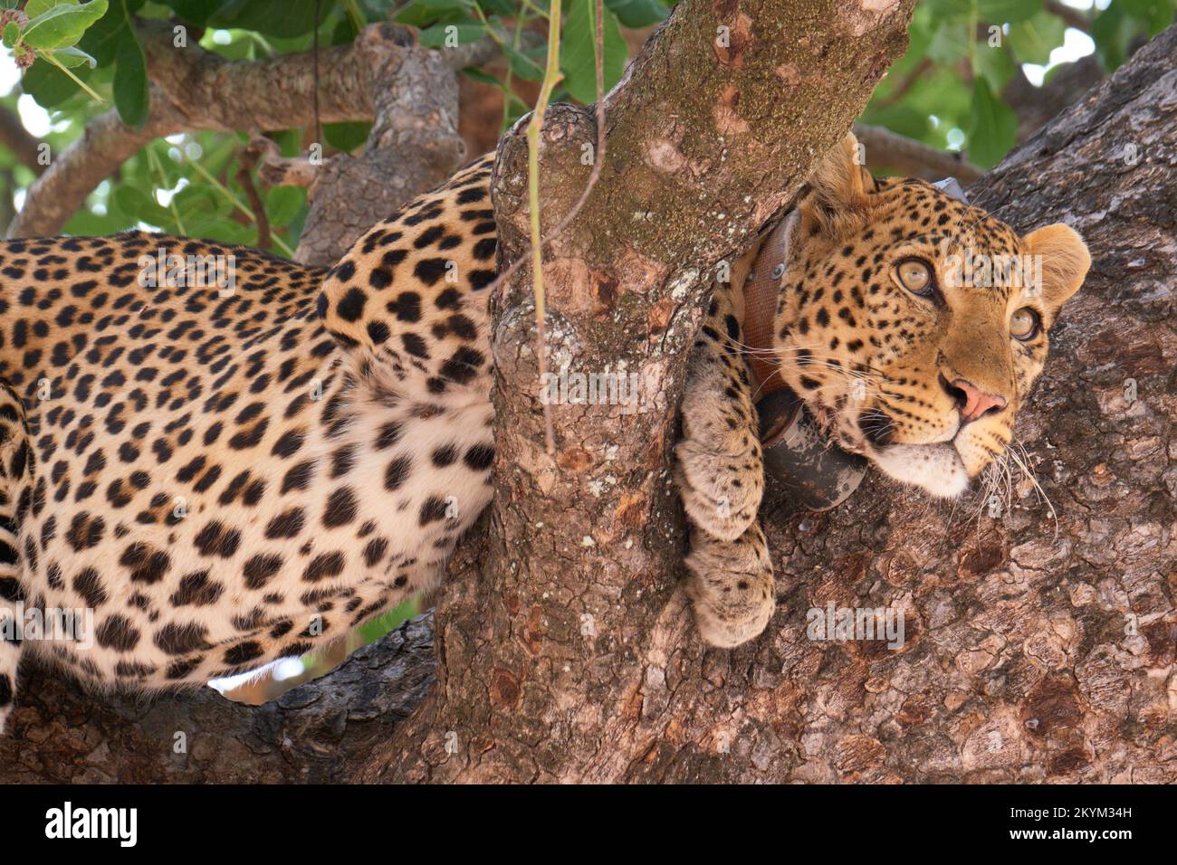 Leopard hiding camouflage tree hi-res stock photography and images - Alamy