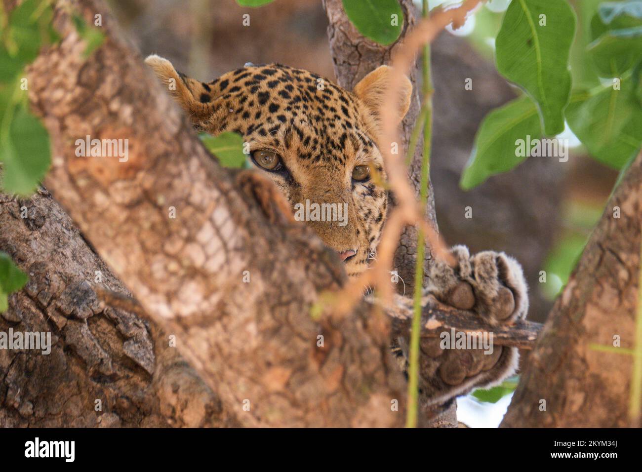 A leopard looks out from it’s hiding place in a tree in Ruaha national ...