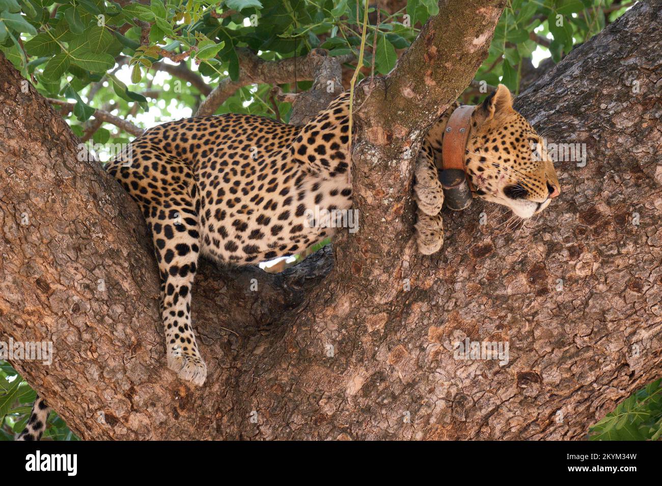 A leopard looks out from it’s hiding place in a tree in Ruaha national ...
