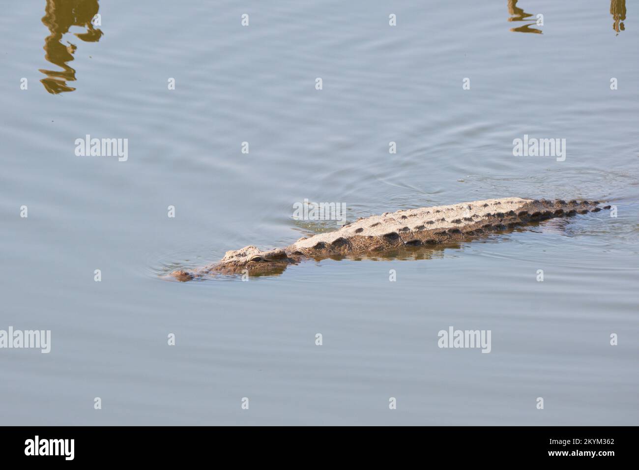 A Crocodiles swims in the low water levels of the river bank of the ...