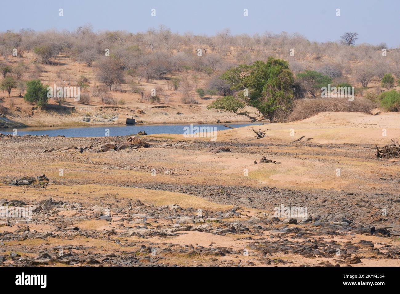 A Dry Ruaha river tributary riverbed runs empty in Ruaha national park ...