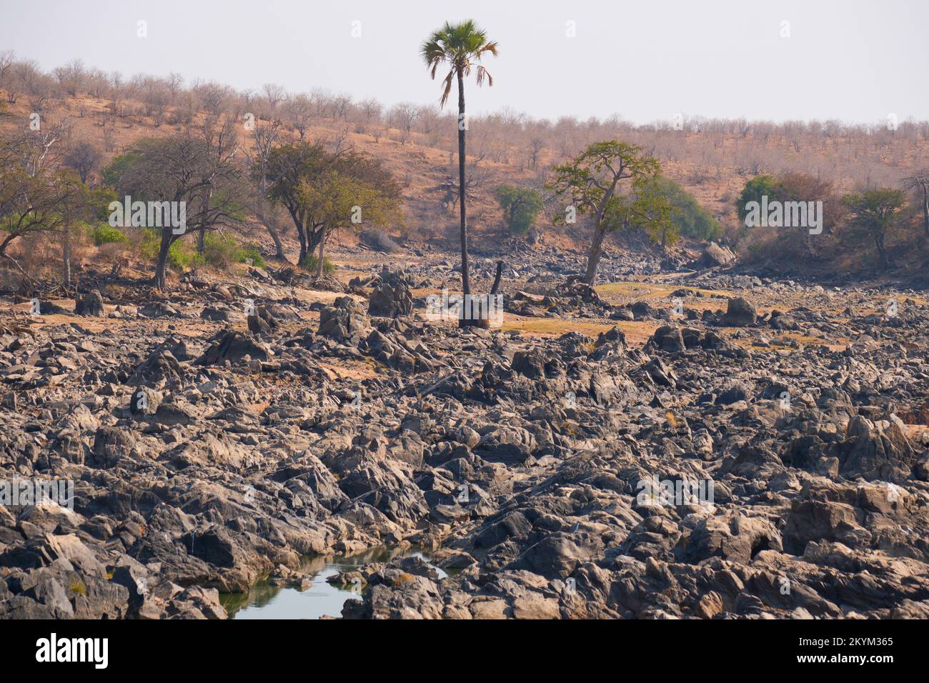 A Dry Ruaha river tributary riverbed runs empty in Ruaha national park ...