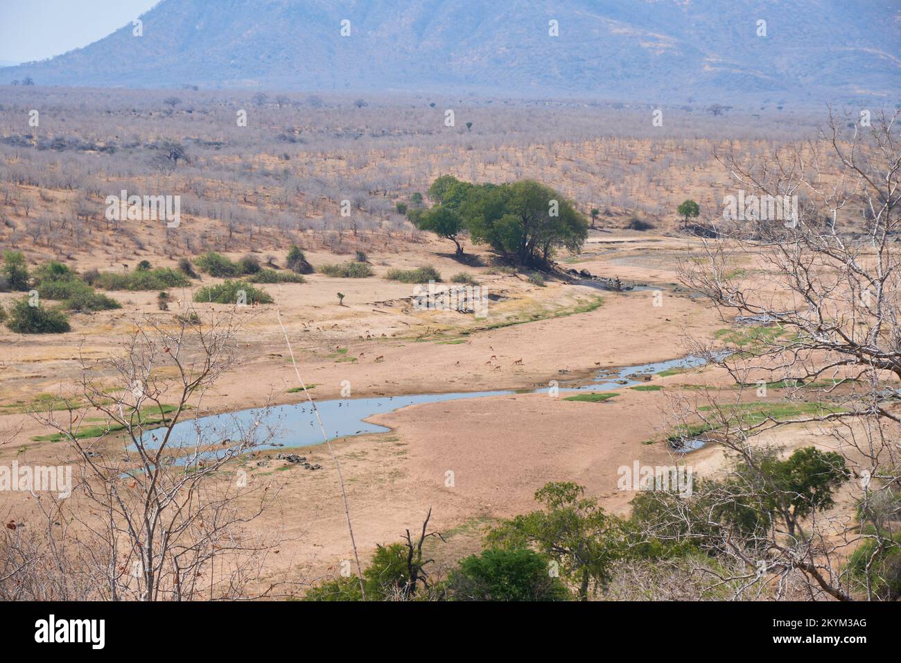 A Birds eye view as animals look for water in the dry riverbed of the ...
