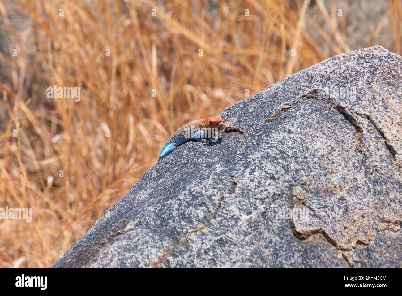 An Agama lizard runs over a boulder in Ruaha national park Stock Photo ...