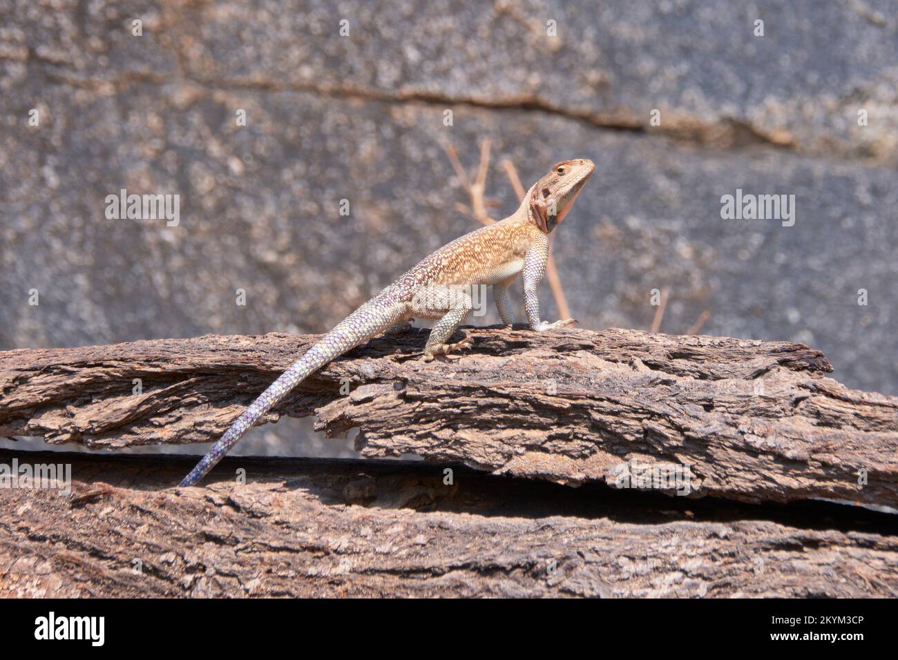 An Agama lizard runs over a boulder in Ruaha national park Stock Photo ...