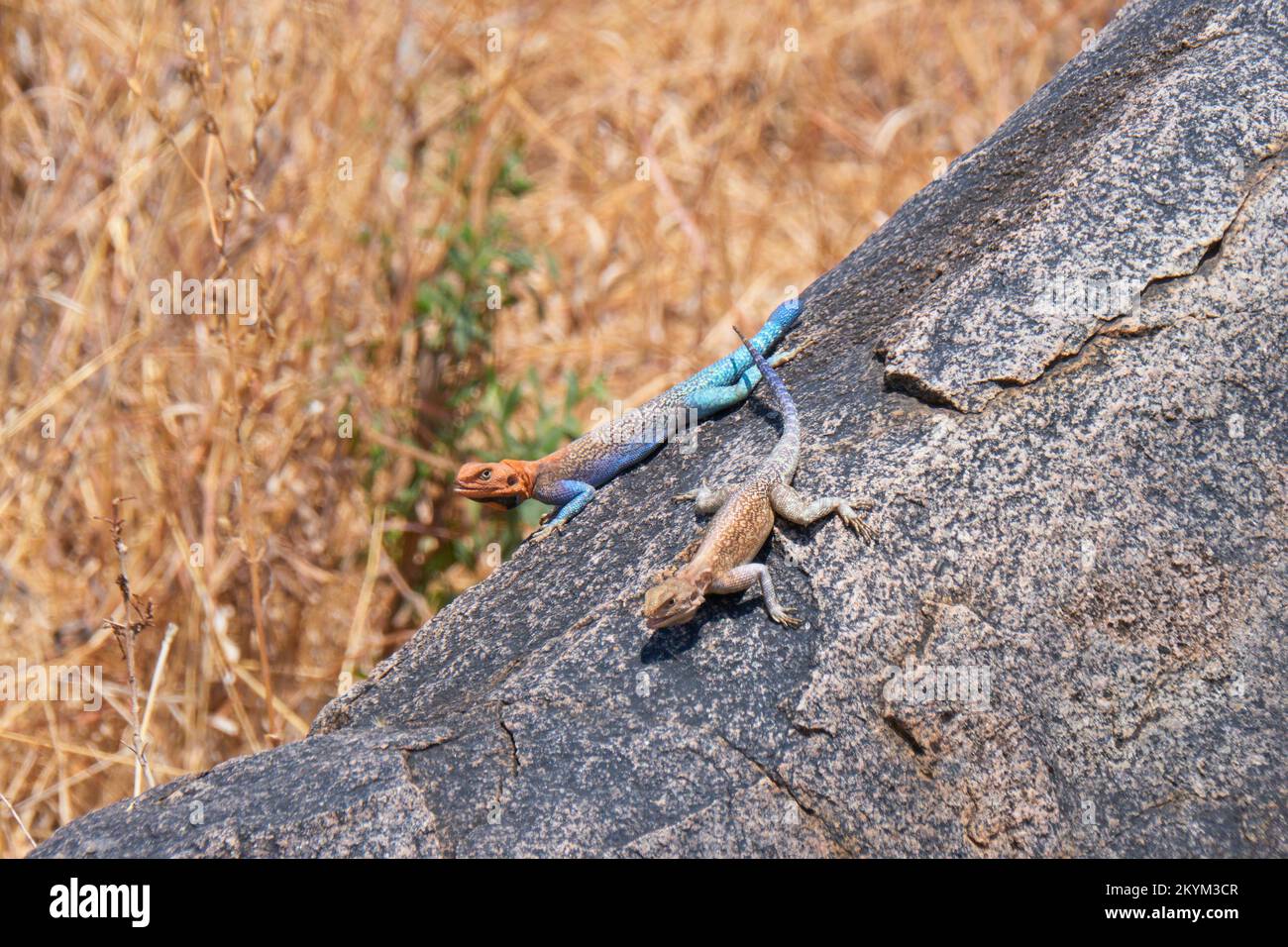 Agama lizards run over a boulder in Ruaha national park Stock Photo - Alamy