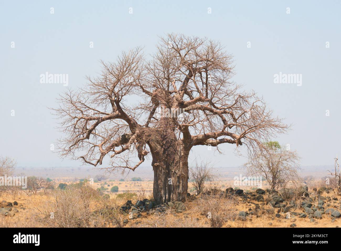 A Baobab tree in a very dry meadow in Ruaha national park Stock Photo ...