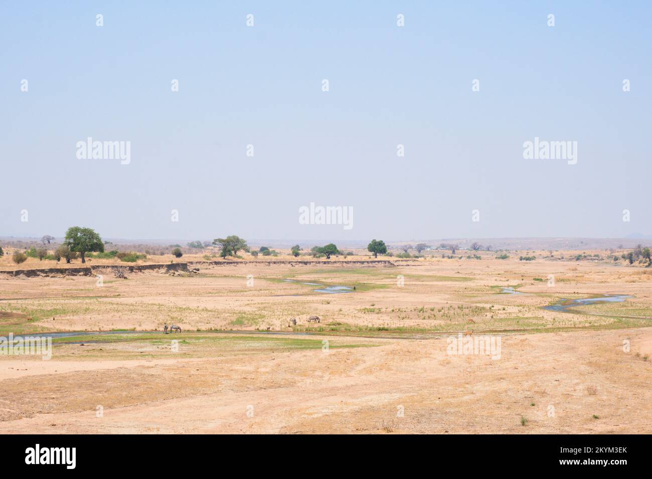 The great Ruaha river riverbed runs dry in the hot season in Ruaha ...