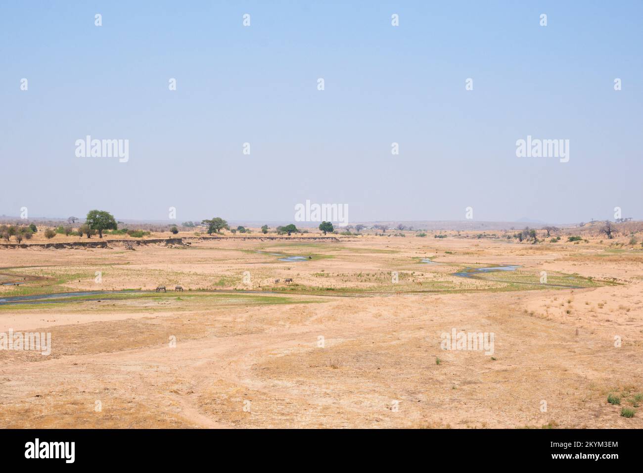 The great Ruaha river riverbed runs dry in the hot season in Ruaha ...