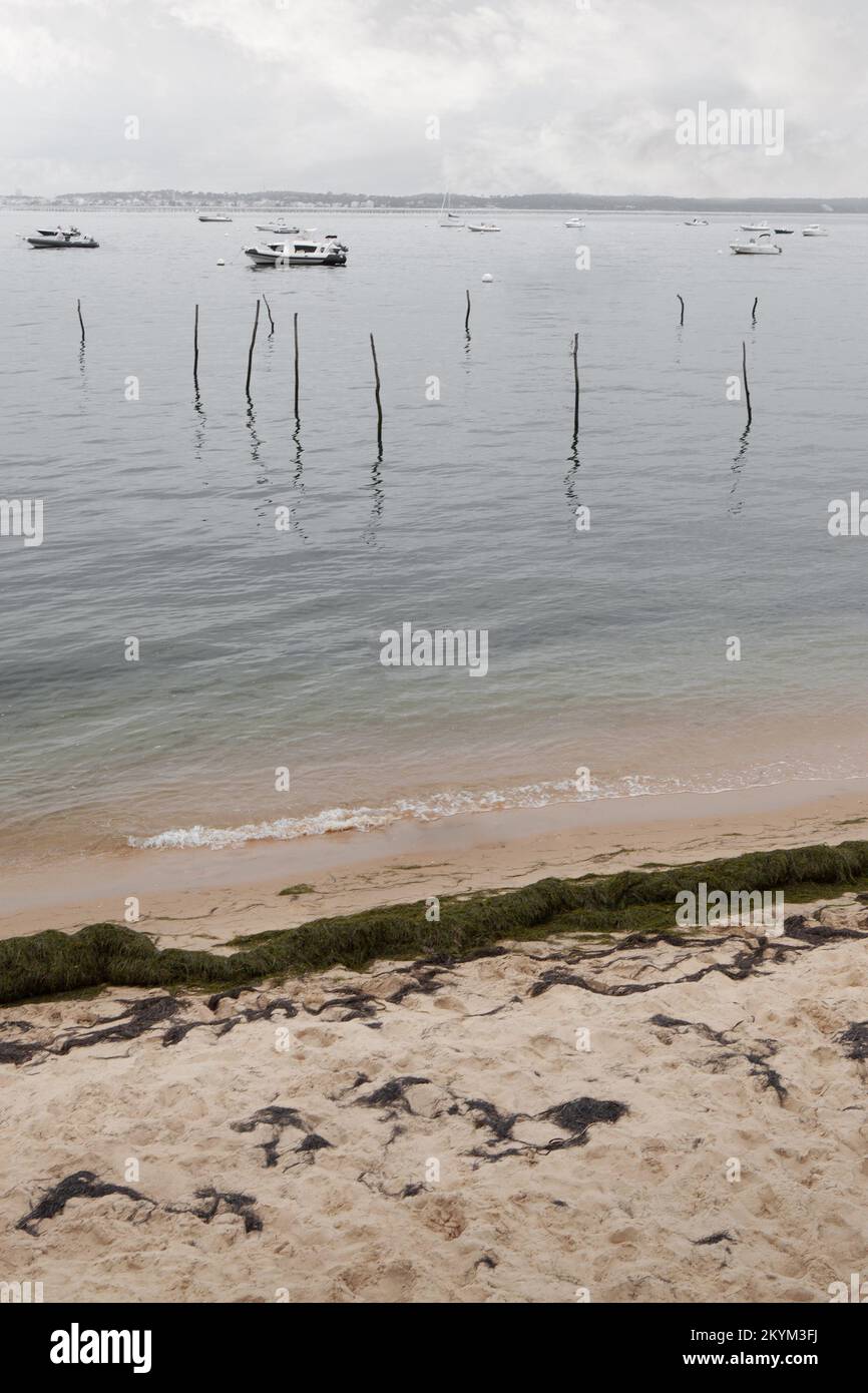 Seaweed on a French beach near Arcachon city Stock Photo - Alamy