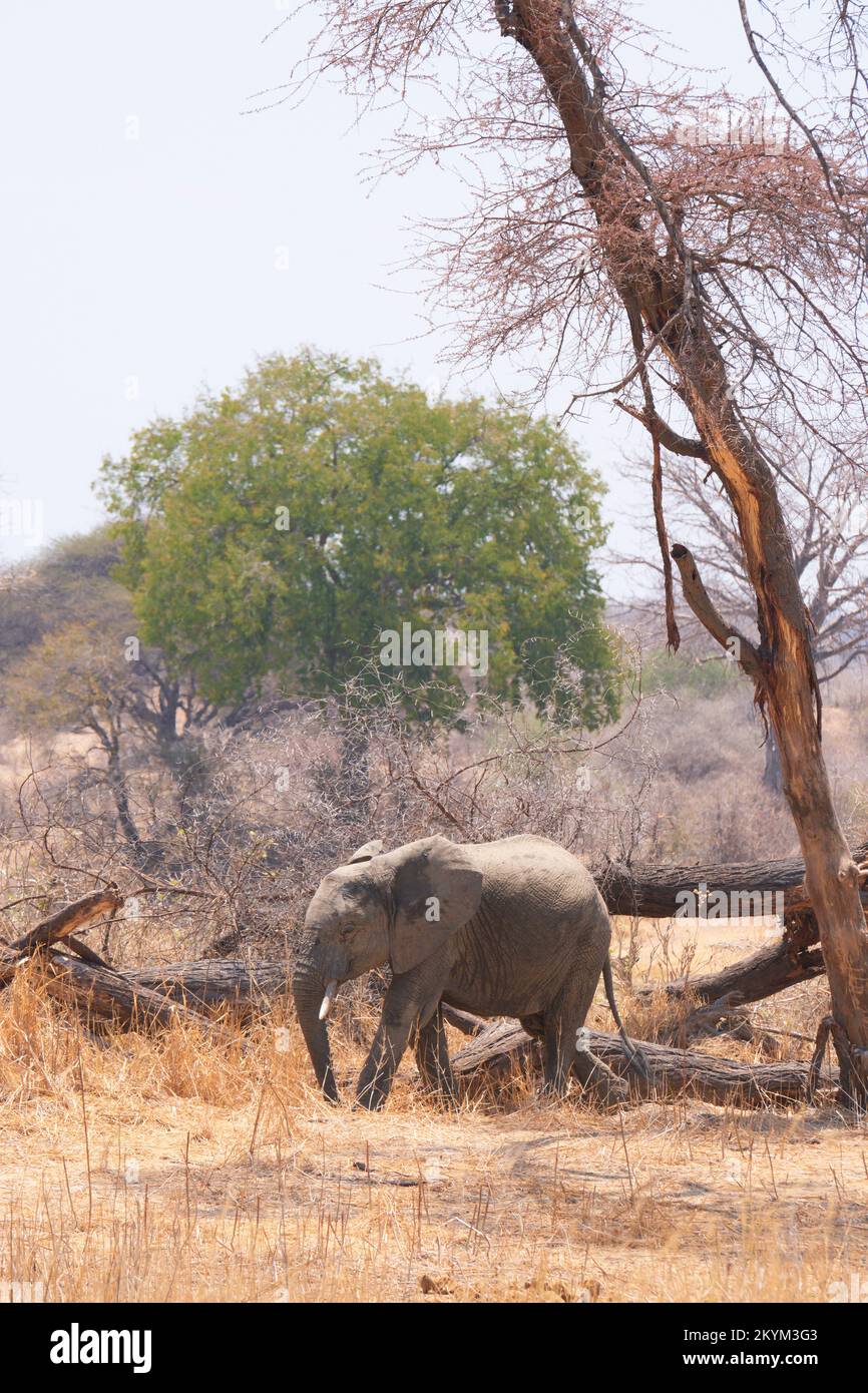 An African Bush Elephant travels in search for water in Ruaha National ...