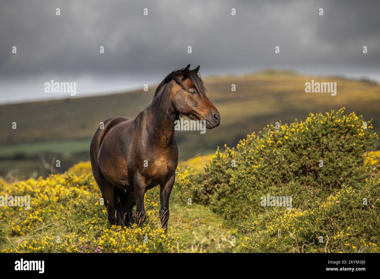 Dartmoor Pony in yellow gorse Stock Photo - Alamy