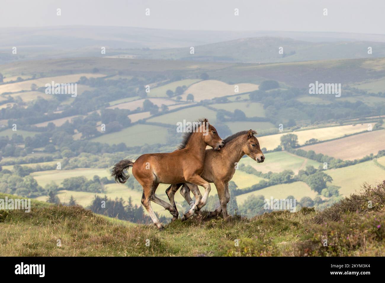 Dartmoor Foals at Play over Widecombe in the Moor Stock Photo - Alamy
