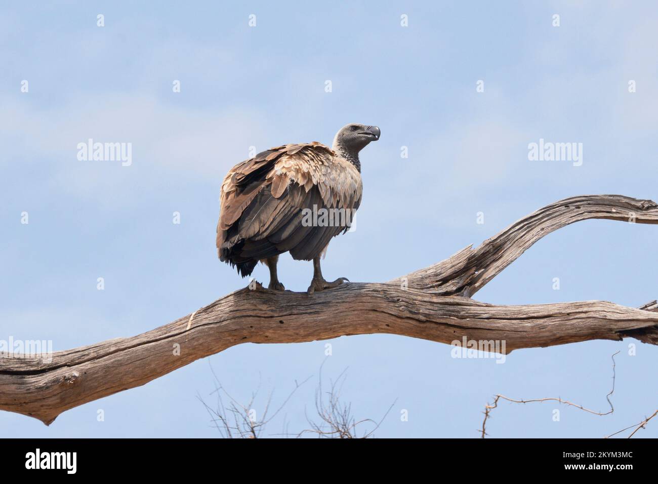 A Vulture watches from a perch in a tree water in Ruaha National park ...