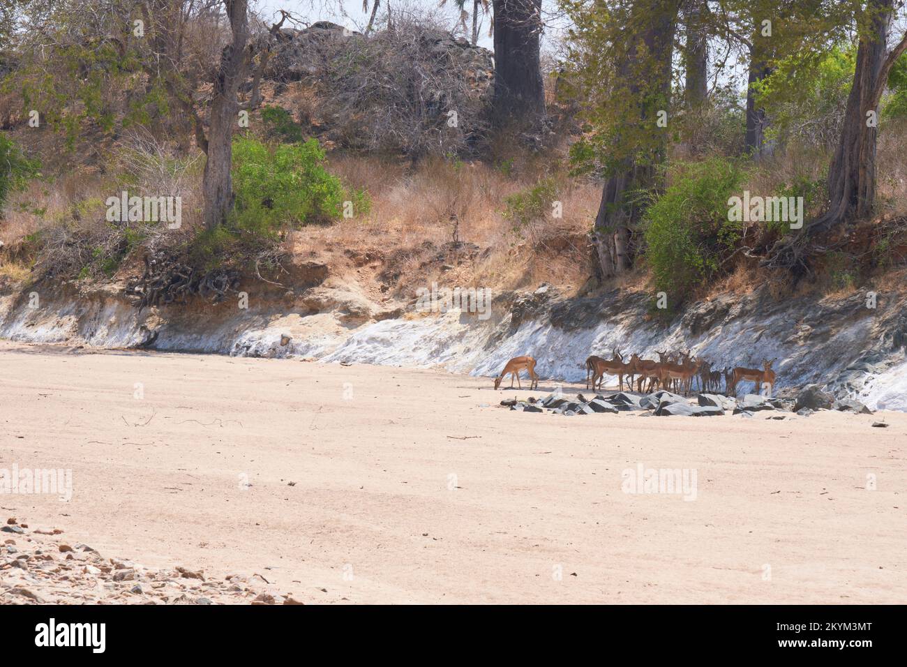 Impala hide in the shade of a tree as they search for water in the dry ...