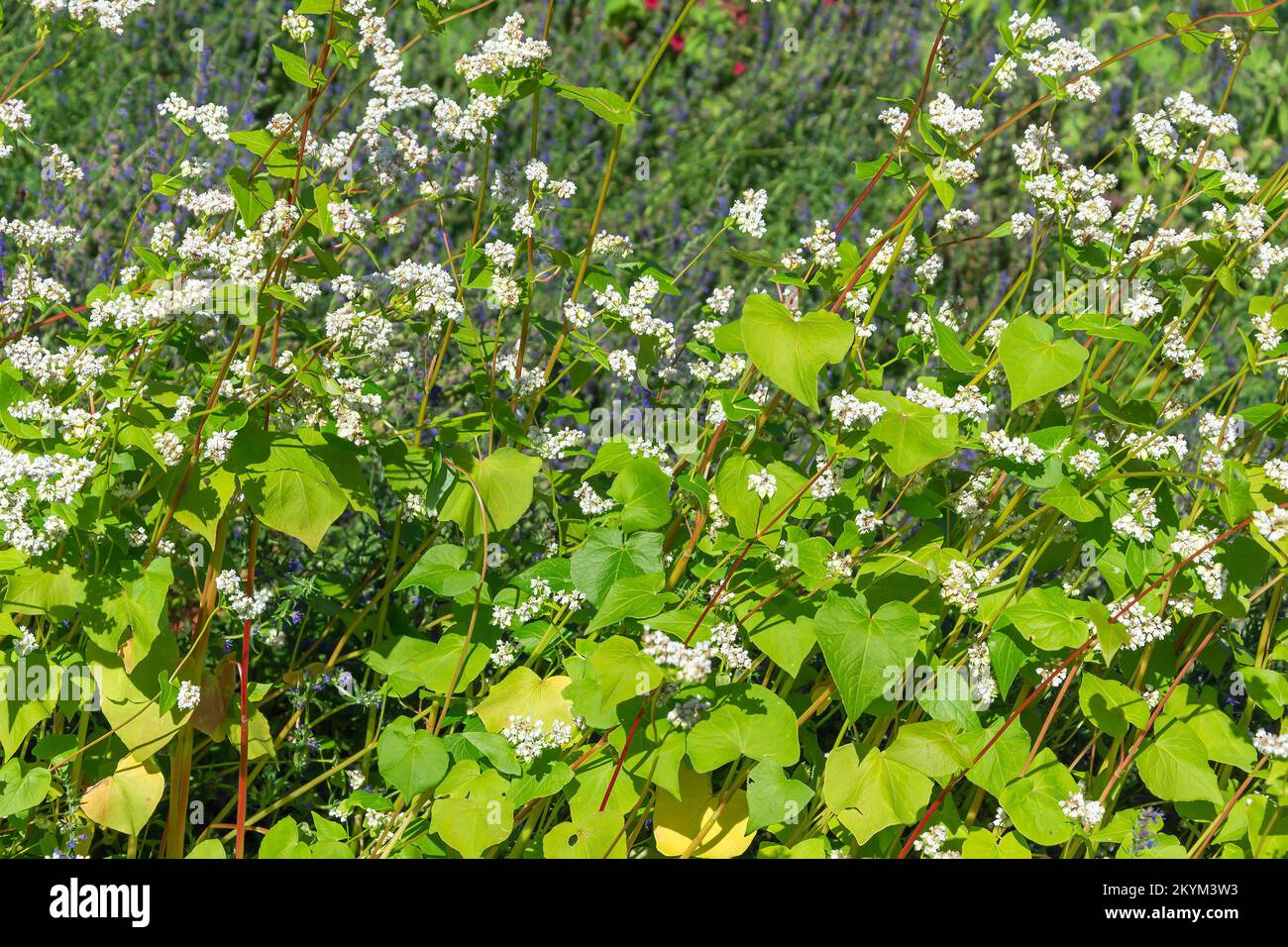 White inflorescences on buckwheat bushes, close-up, high summer Stock ...