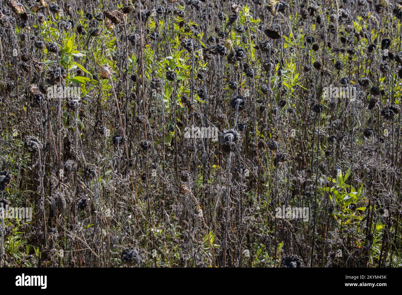 Dry ripe sunflower field ready for harvest Stock Photo - Alamy