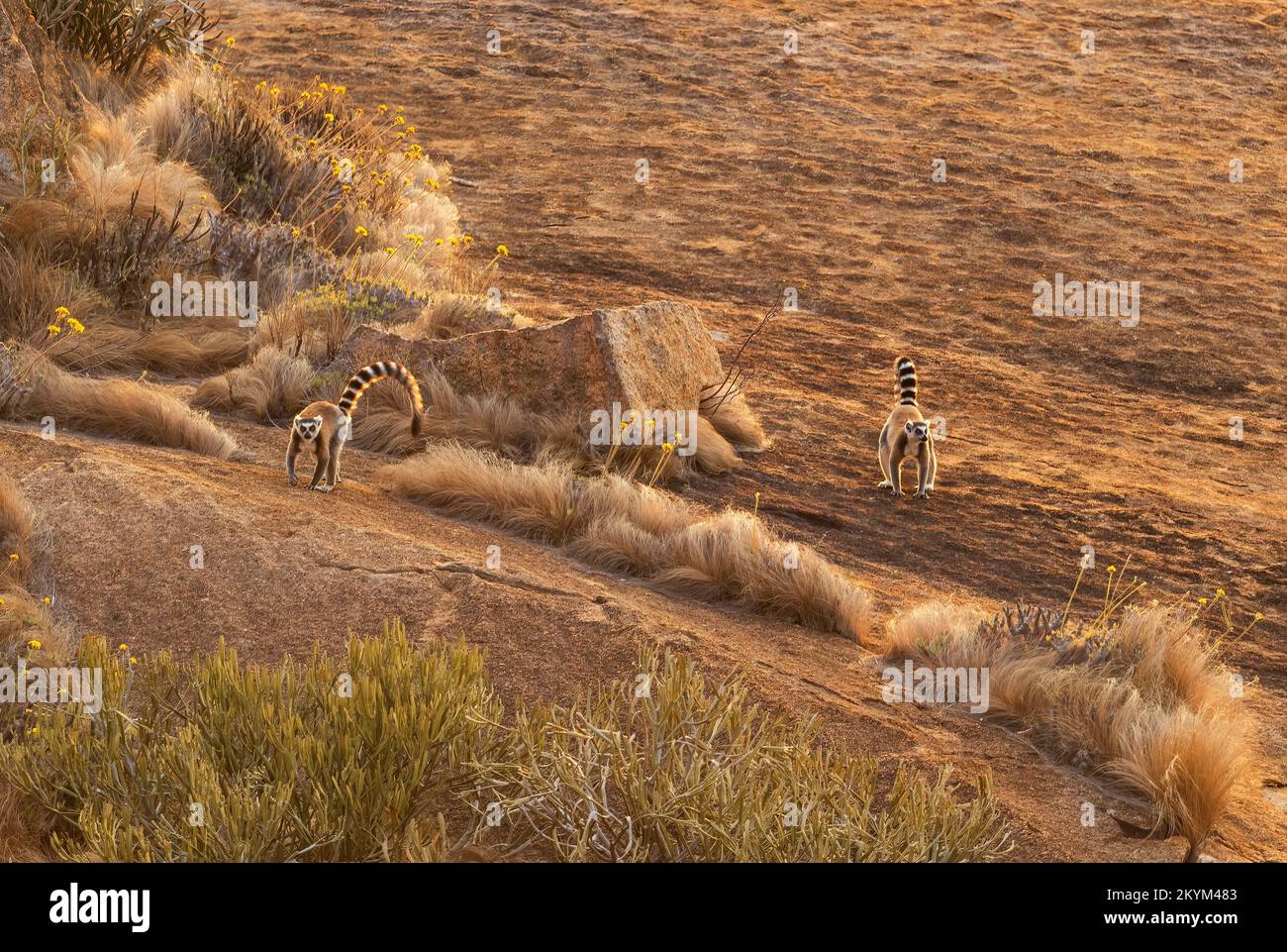 Ring-tailed Lemur - Lemur catta, beautiful lemur from Southern ...