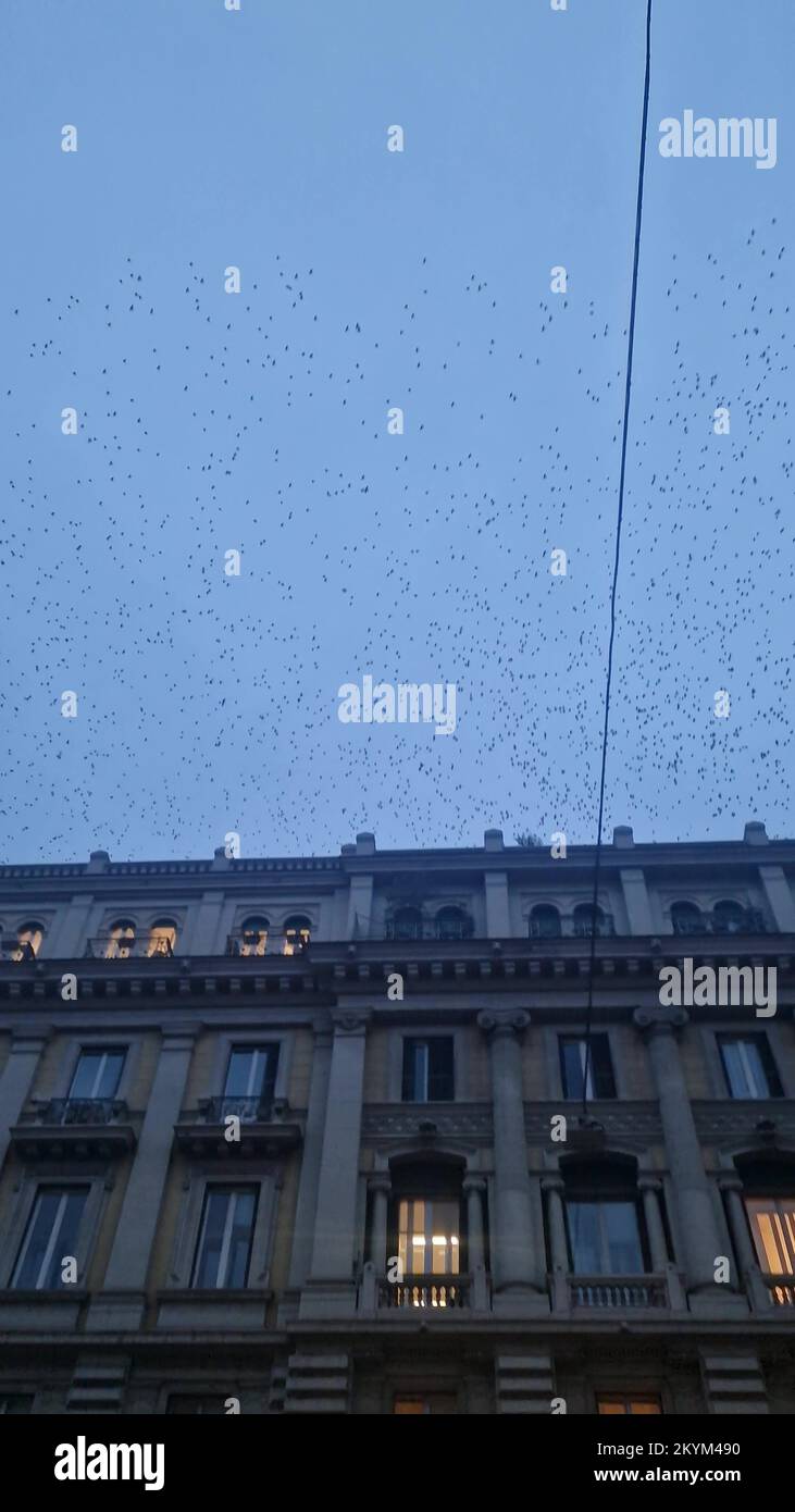 Starling flock at sunset saturate the sky of Rome, Italy Stock Photo ...