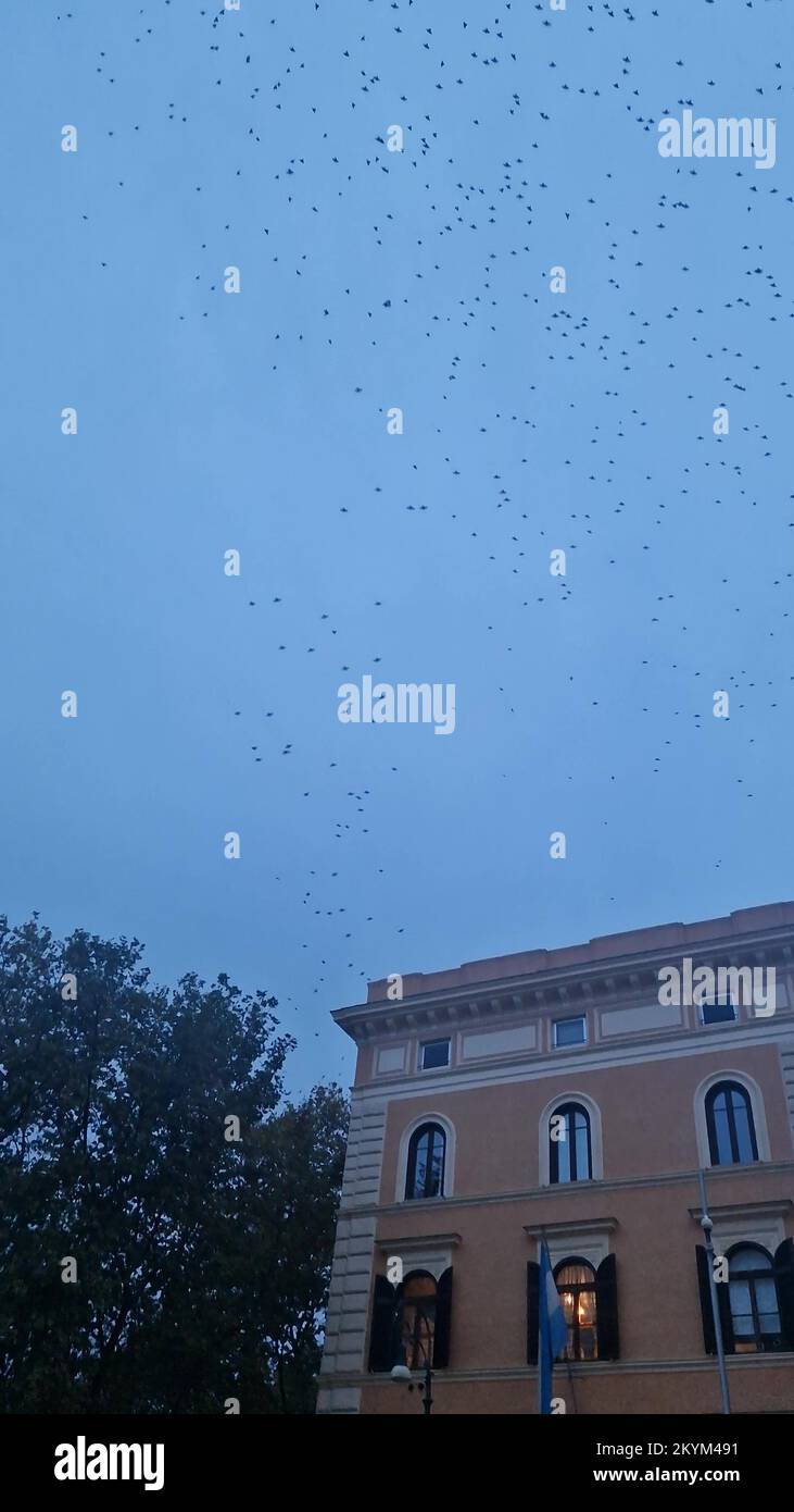 Starling flock at sunset saturate the sky of Rome, Italy Stock Photo ...