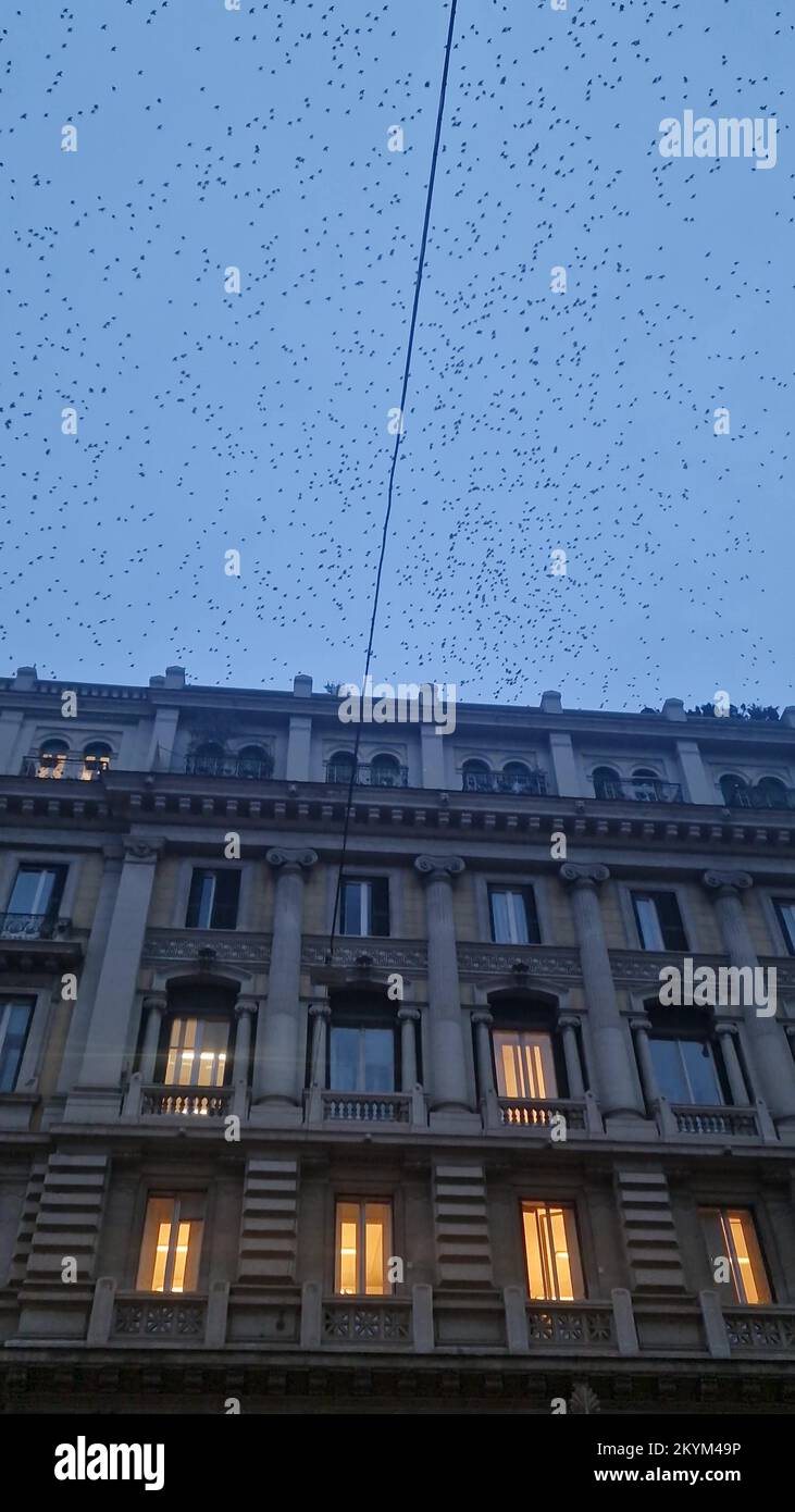 Starling flock at sunset saturate the sky of Rome, Italy Stock Photo ...