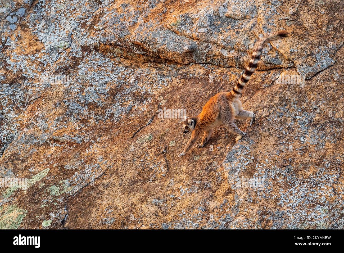 Ring-tailed Lemur - Lemur catta, beautiful lemur from Southern ...