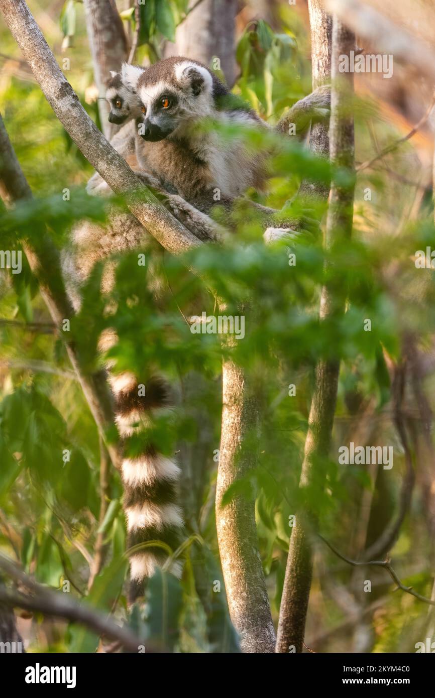 Ring-tailed Lemur - Lemur catta, beautiful lemur from Southern ...