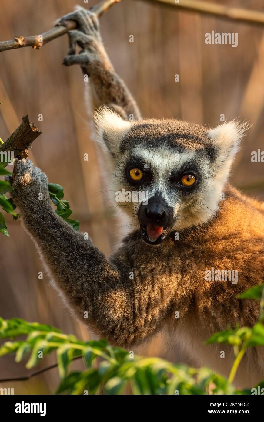 Ring-tailed Lemur - Lemur catta, beautiful lemur from Southern ...