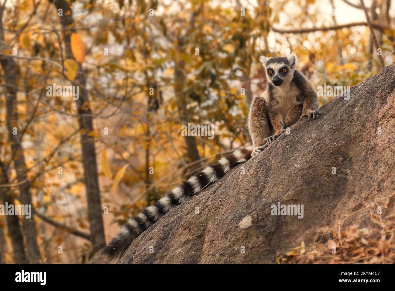 Ring-tailed Lemur - Lemur catta, beautiful lemur from Southern ...
