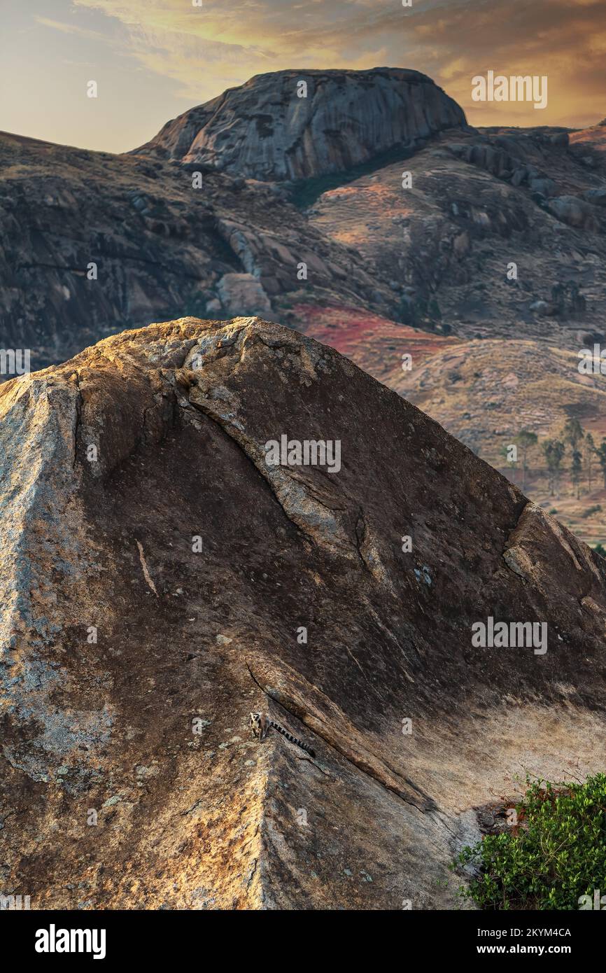 Ring-tailed Lemur - Lemur catta, beautiful lemur from Southern ...