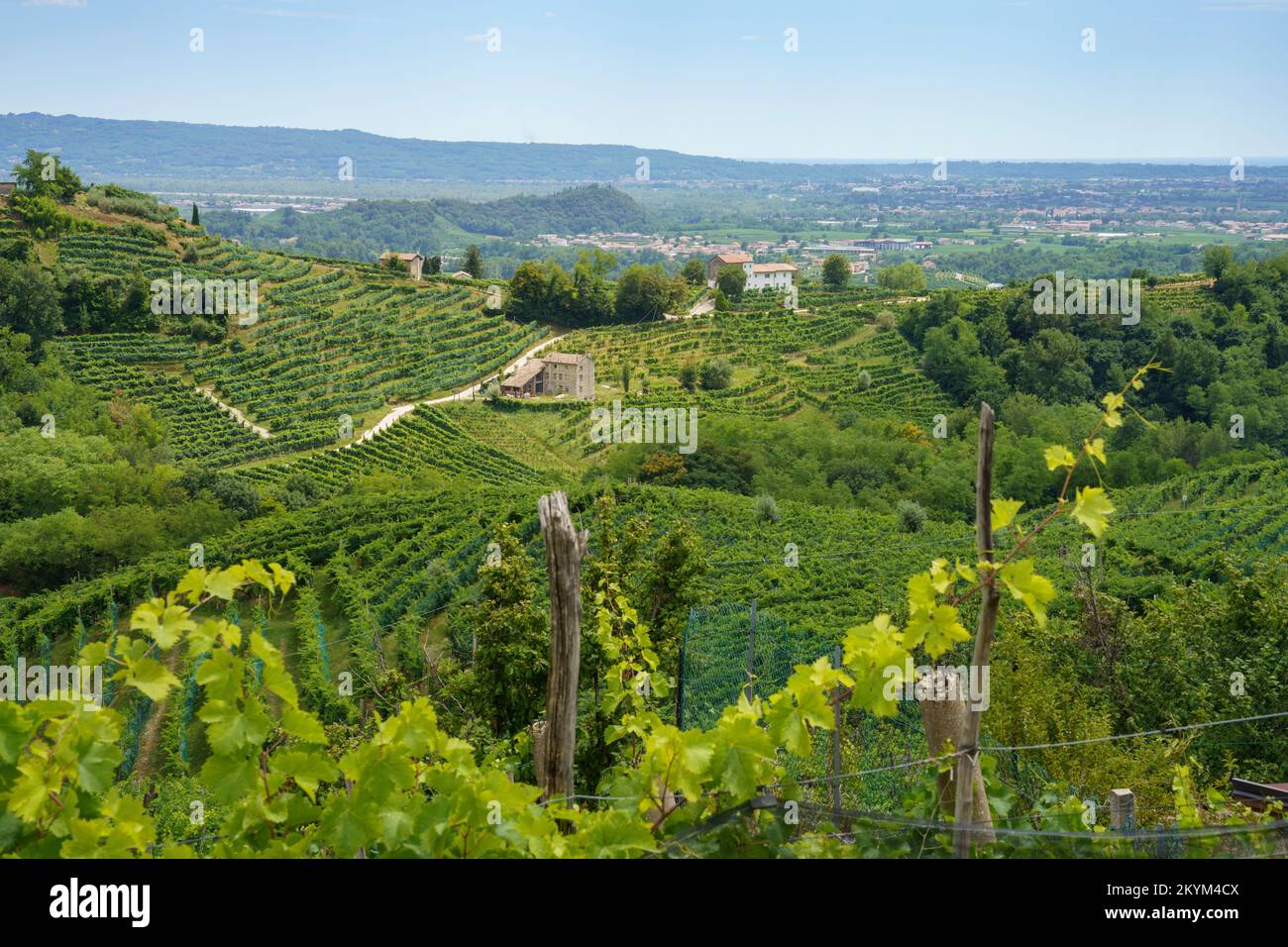 Vineyards along the Road of Prosecco e Conegliano Wines, in Treviso ...