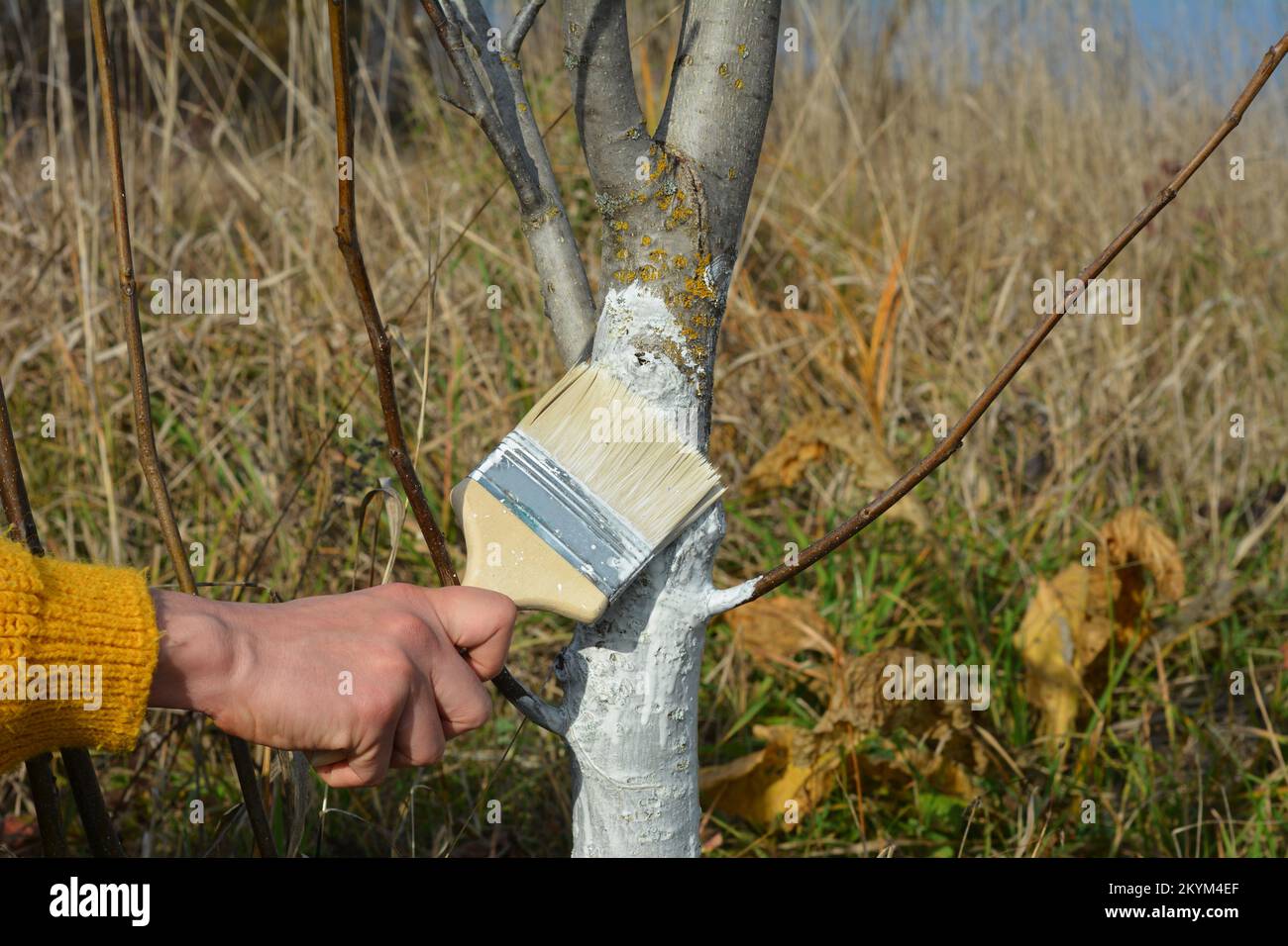 Gardener with paint brush whitewashing tree trunks. Whitewash covers ...