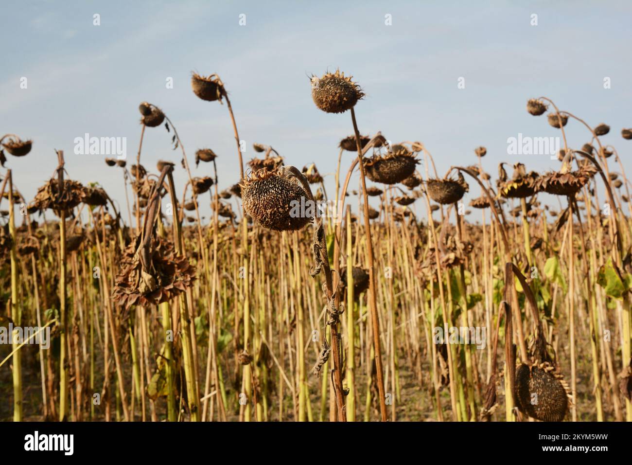 Dried Sunflower Field. Dried ripe sunflowers on a sunflower field in ...
