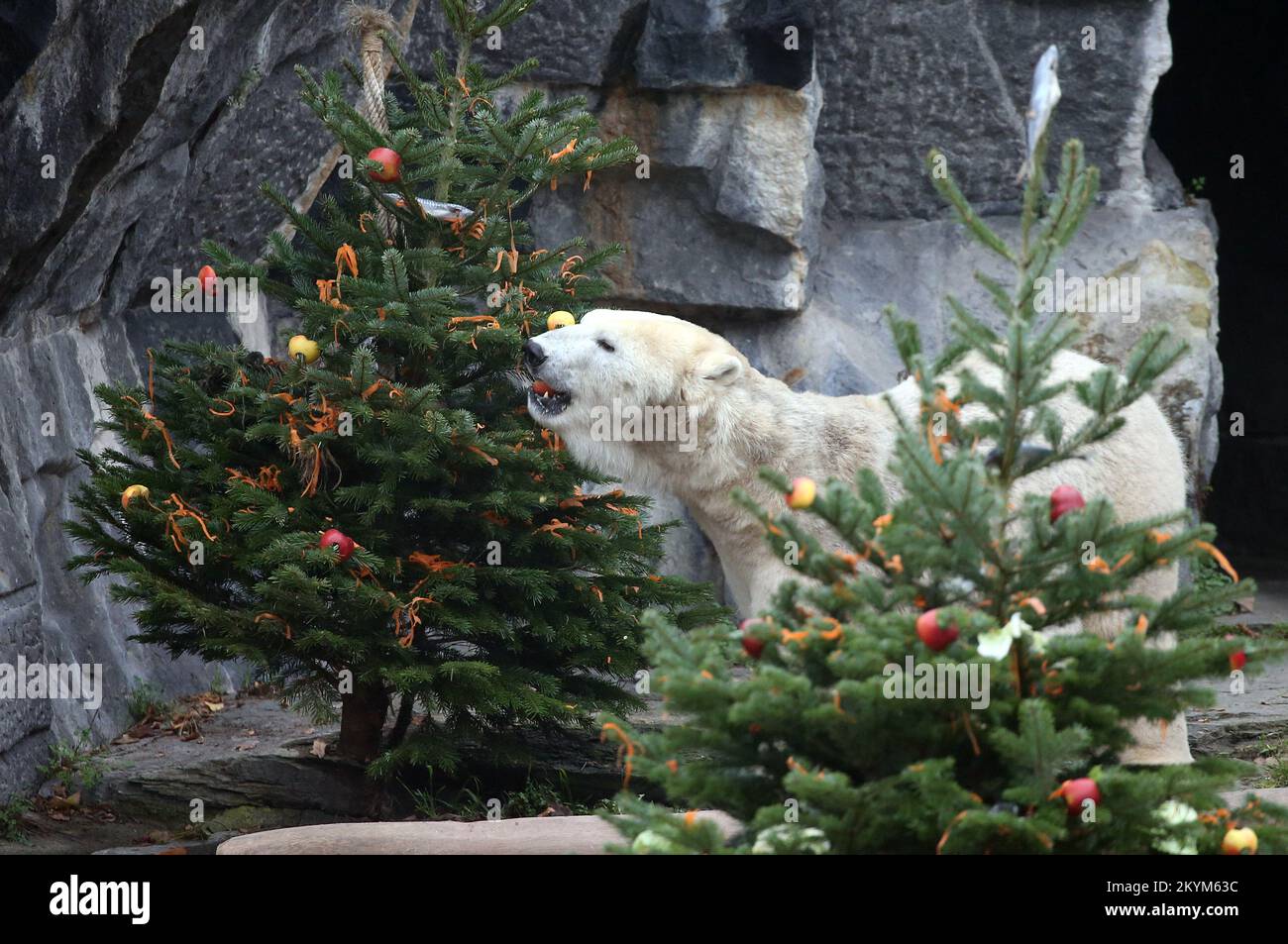 Berlin, Germany. 01st Dec, 2022. A Christmas tree decorated with fruit ...