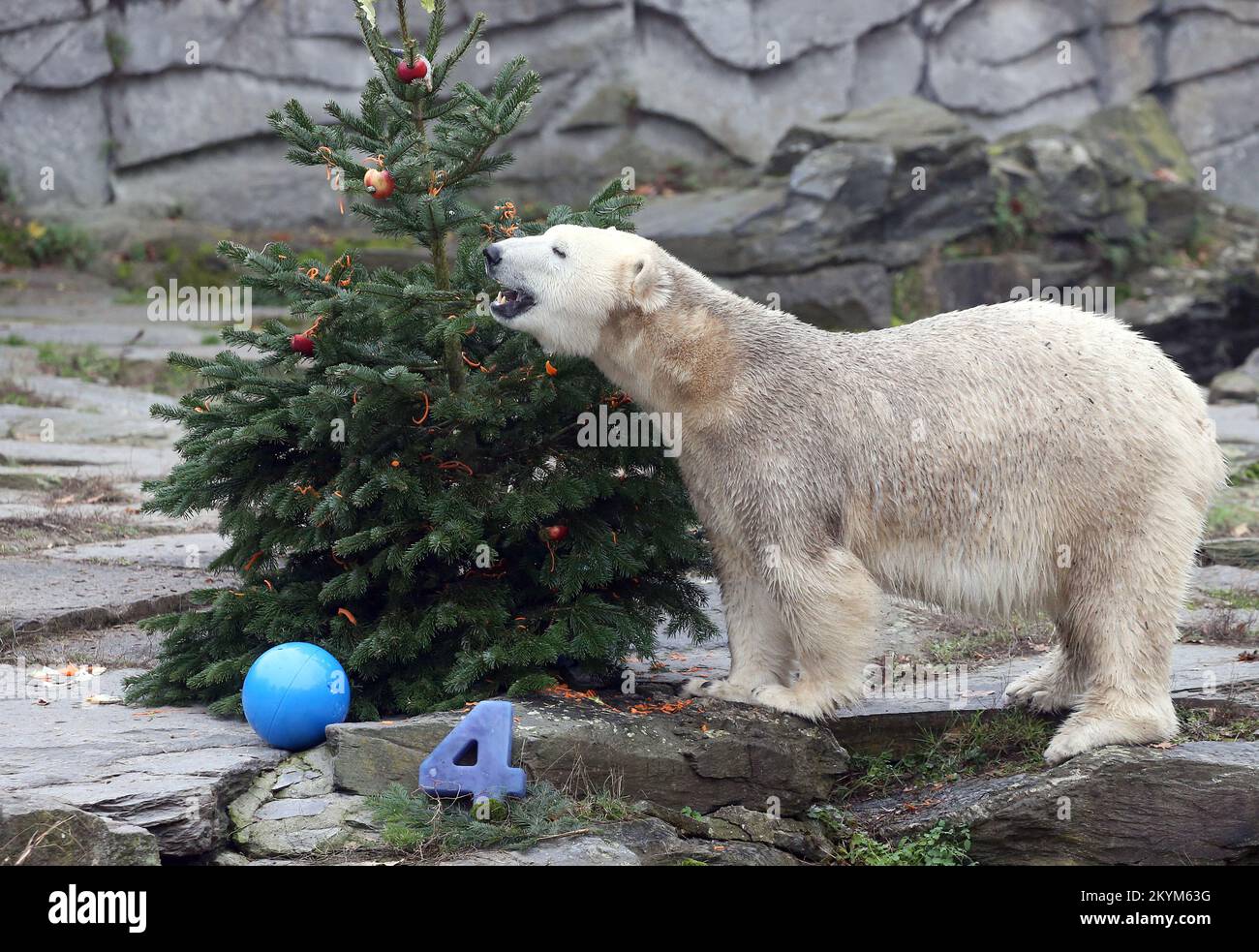Berlin, Germany. 01st Dec, 2022. A Christmas tree decorated with fruit ...