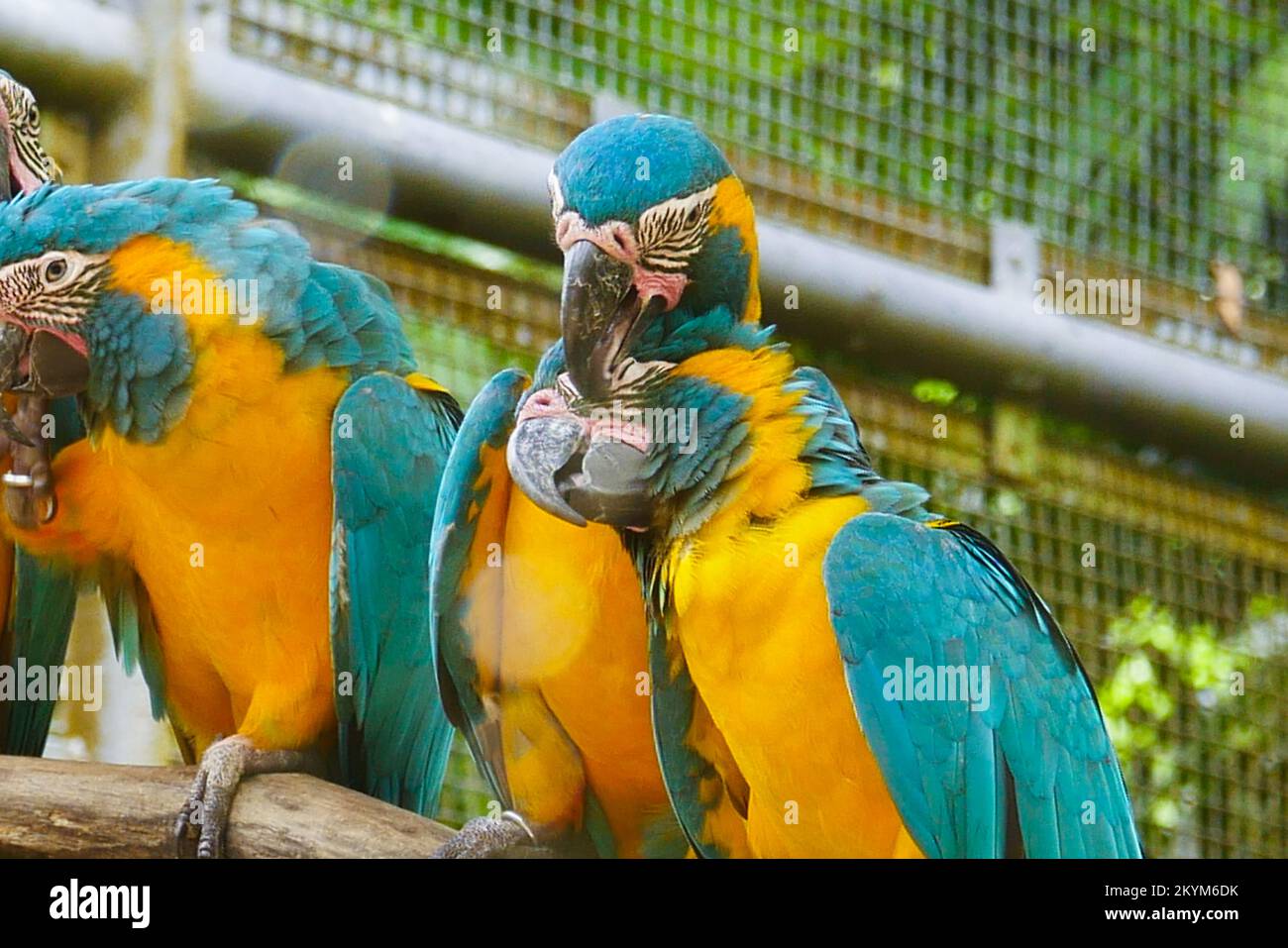 The Blue and yellow Macaw in a singapore zoo Stock Photo - Alamy
