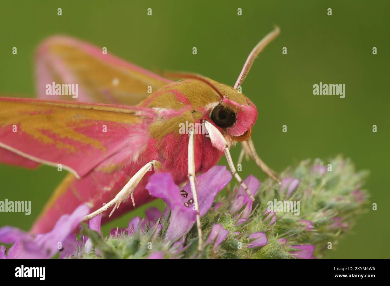 Closeup on a colorful pink large elephant hawk moth, Deilephila elpenor ...